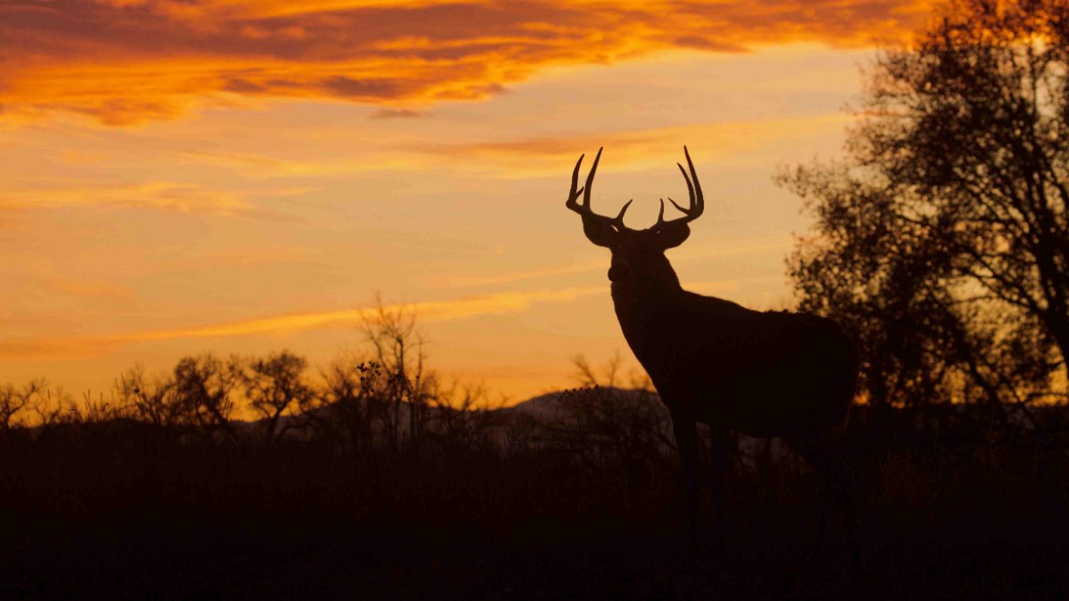 Whitetail Deer Hunting in Texas: 2026 Season Guide